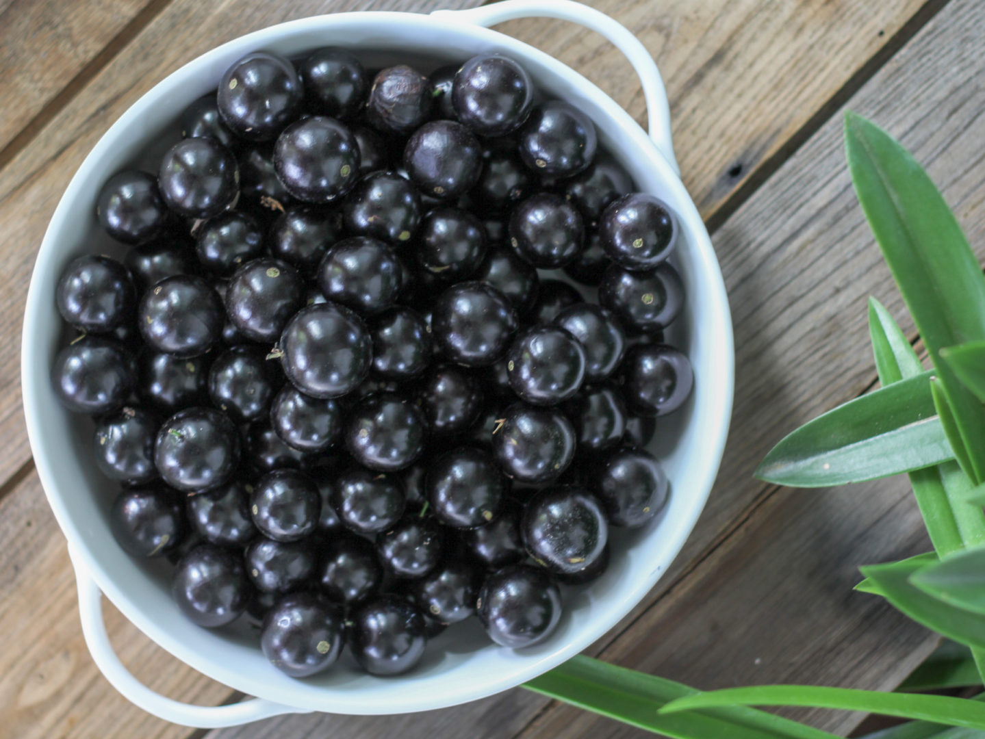 Jaboticaba Syrup - Suwannee Rose